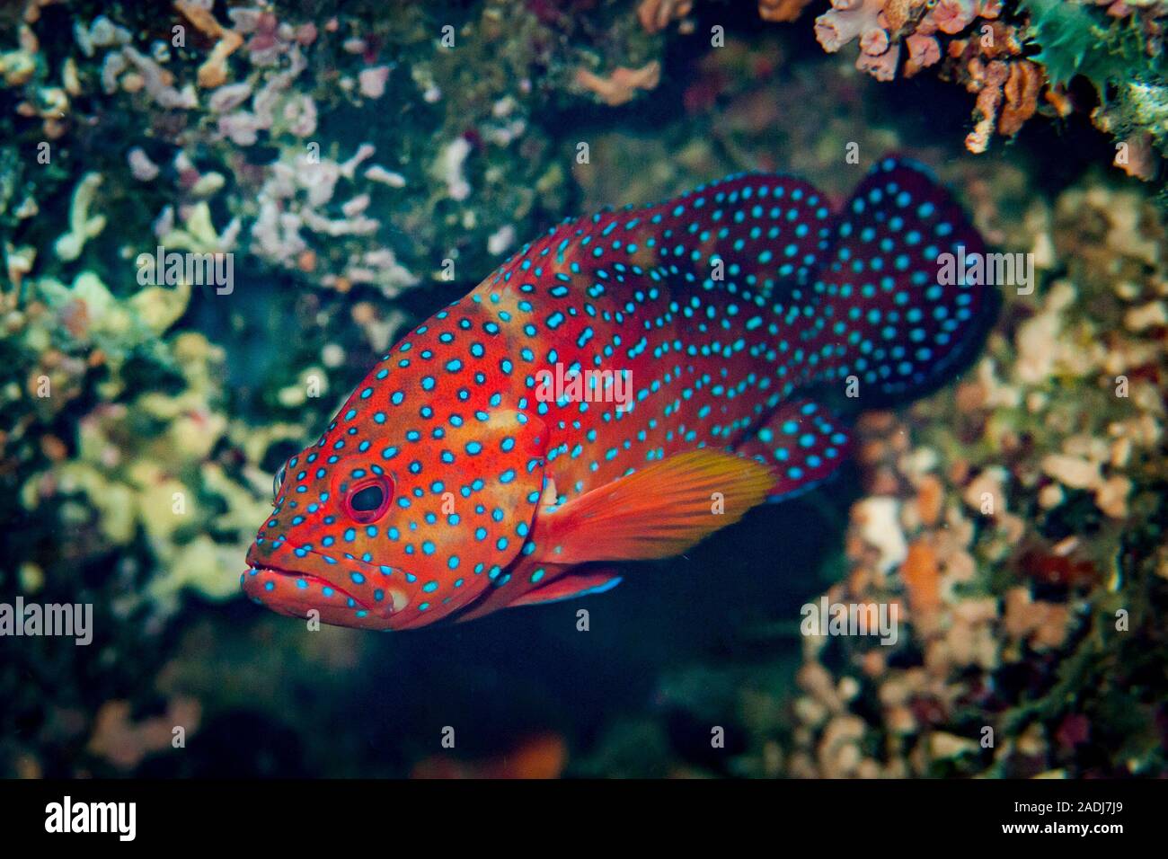 Coral Grouper Cephalopolis miniata Stock Photo - Alamy