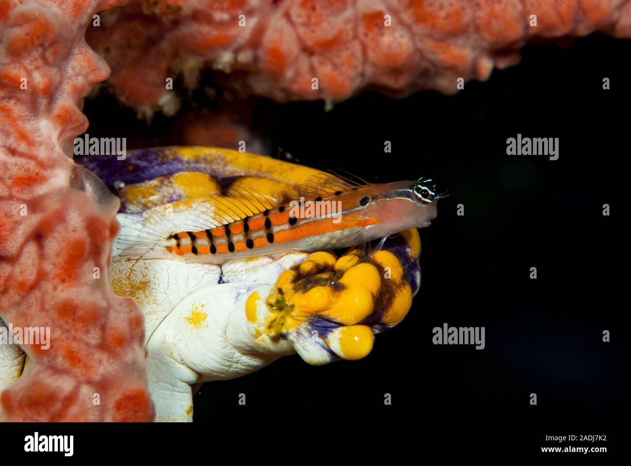 Clown Blenny Ecsenius axelrodi Stock Photo - Alamy