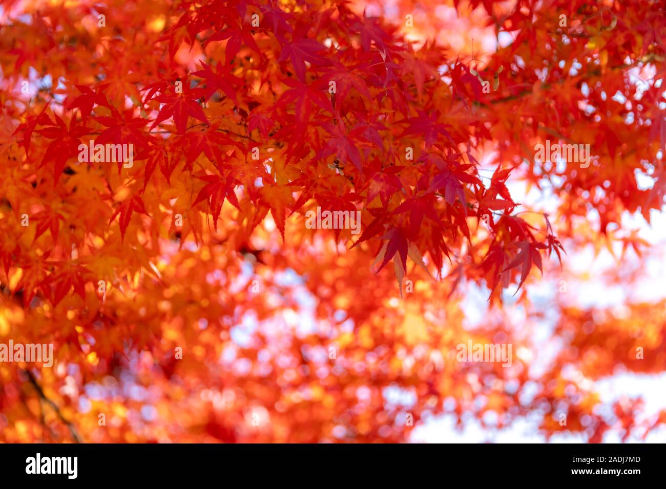 Fluttering leaves hi-res stock photography and images - Alamy