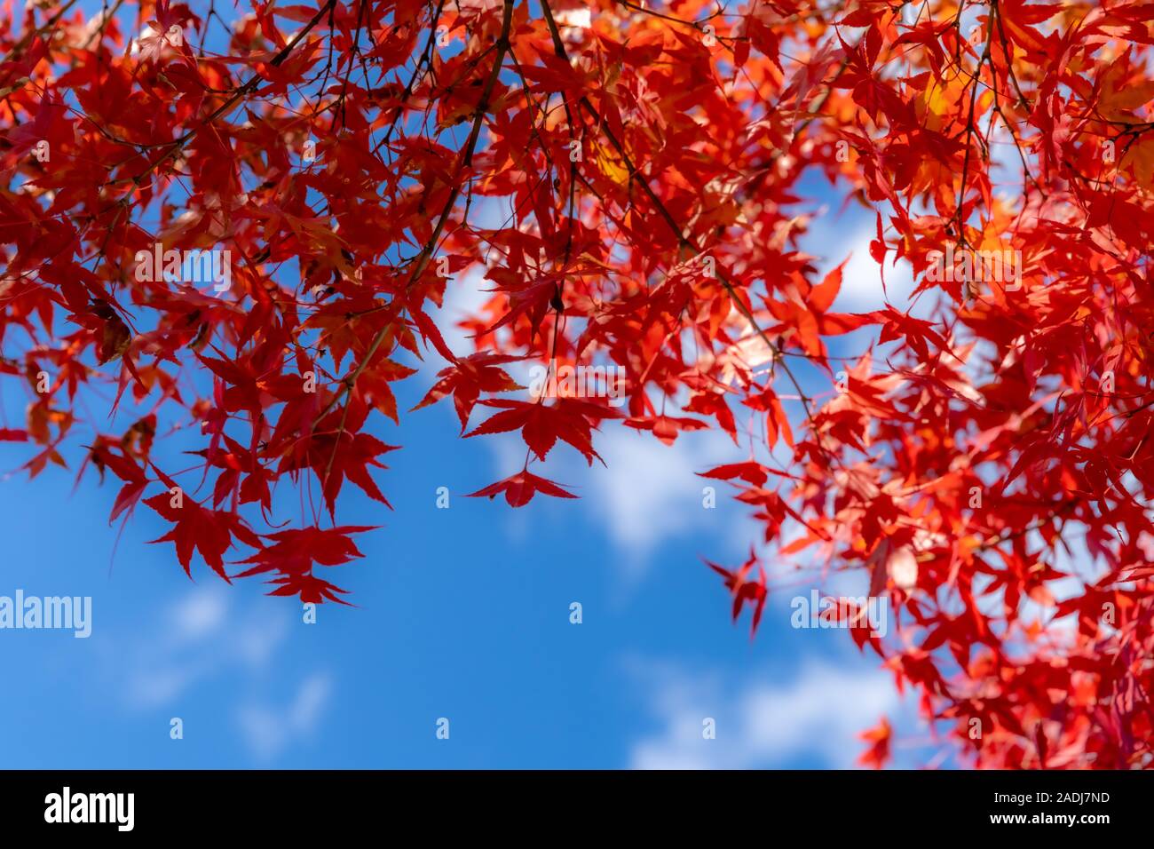 Wind shaking leaves on branch hi-res stock photography and images - Alamy