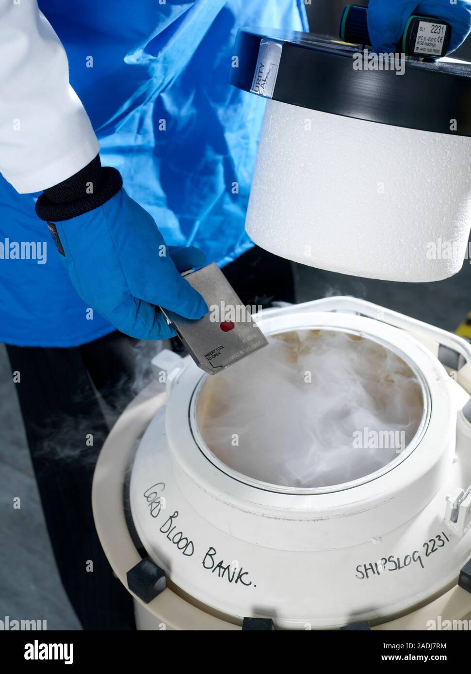 MODEL RELEASED. Storing umbilical cord blood stem cells. Technician ...
