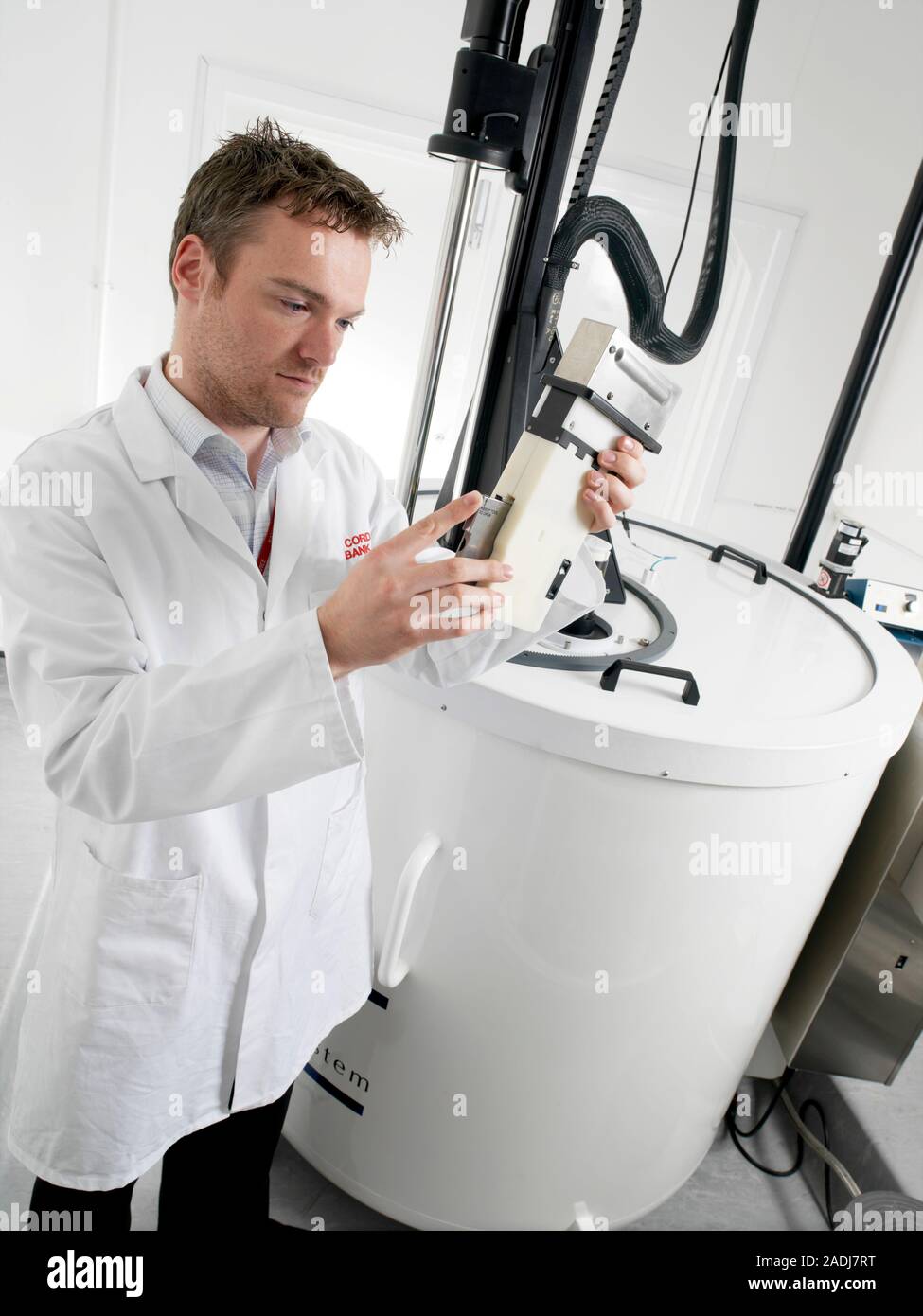 Transporting umbilical cord blood stem cells. Technician placing a ...