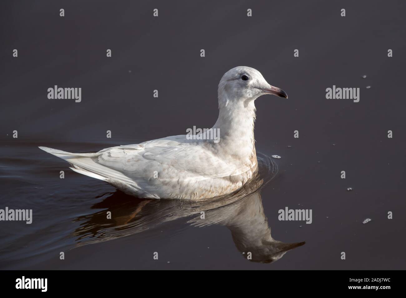 Iceland Gull Swimming Stock Photo - Alamy