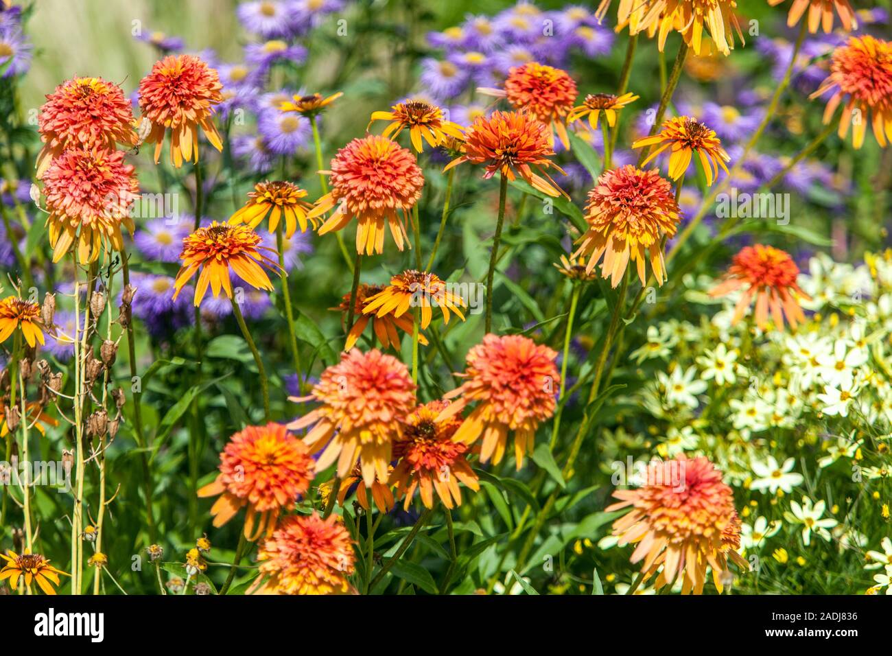 Orange Coneflower Echinacea 'Marmalade' colorful bed in full bloom ...