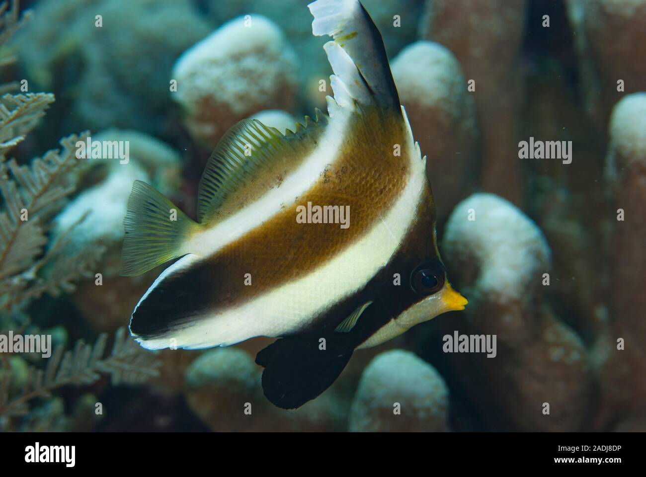 Pennant bannerfish hi-res stock photography and images - Alamy