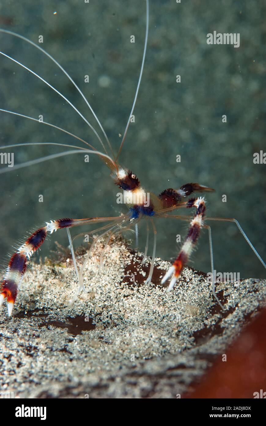 Boxer Shrimp Stenopus hispidus Stock Photo - Alamy