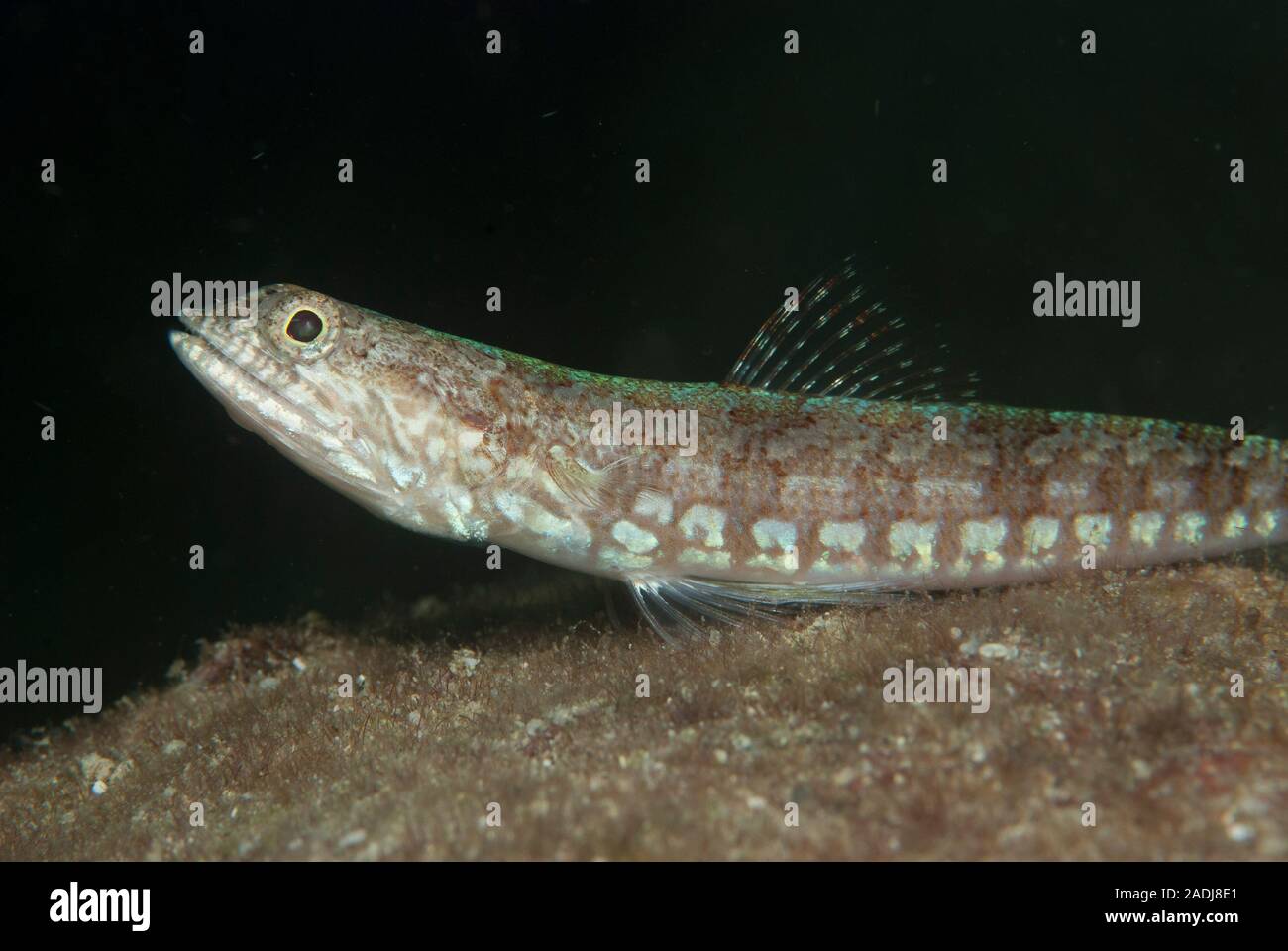 Reef lizardfish Synodus variegatus Stock Photo - Alamy