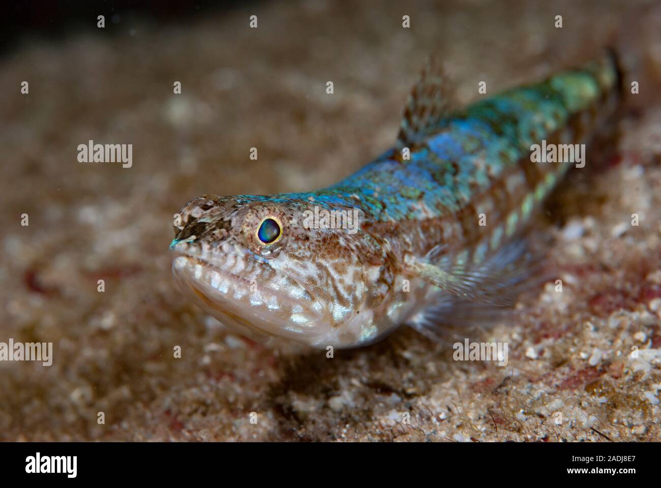 Reef lizardfish Synodus variegatus Stock Photo - Alamy