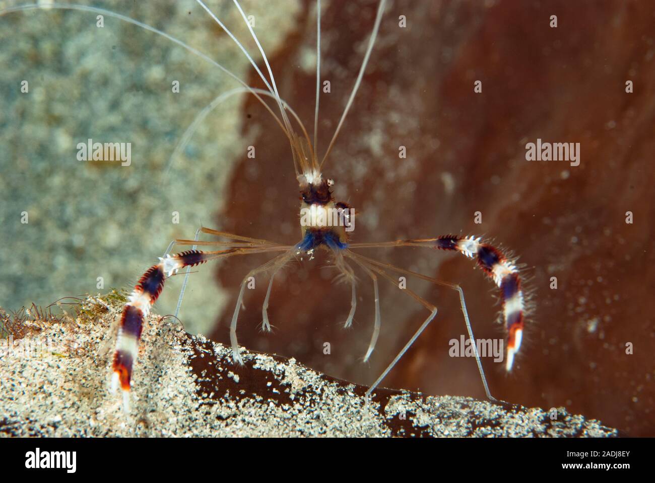 Boxer Shrimp Stenopus hispidus Stock Photo - Alamy
