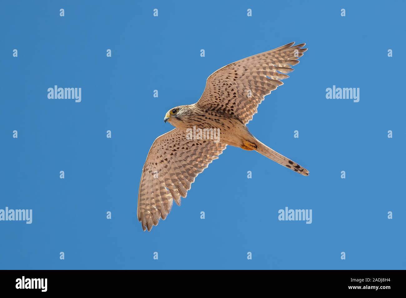 Lesser Kestrel Flying Stock Photo - Alamy
