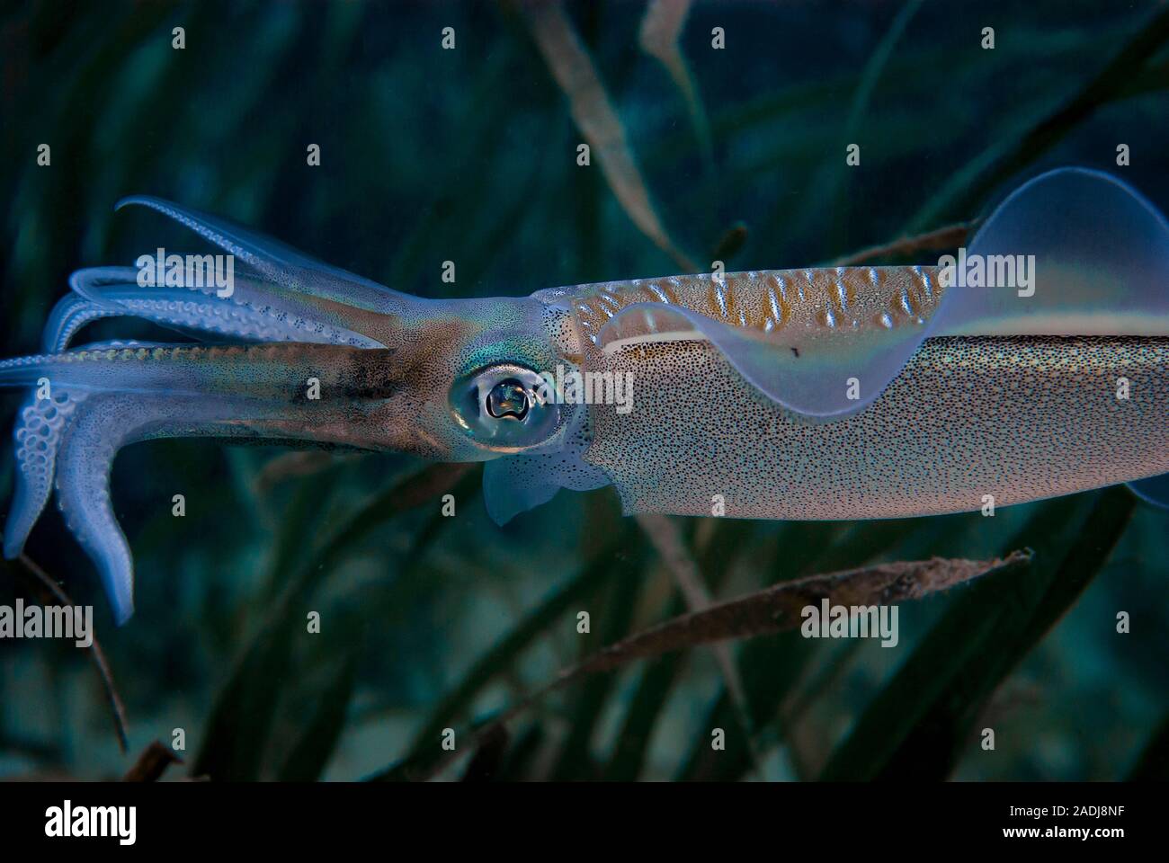 Squid anatomy hi-res stock photography and images - Alamy