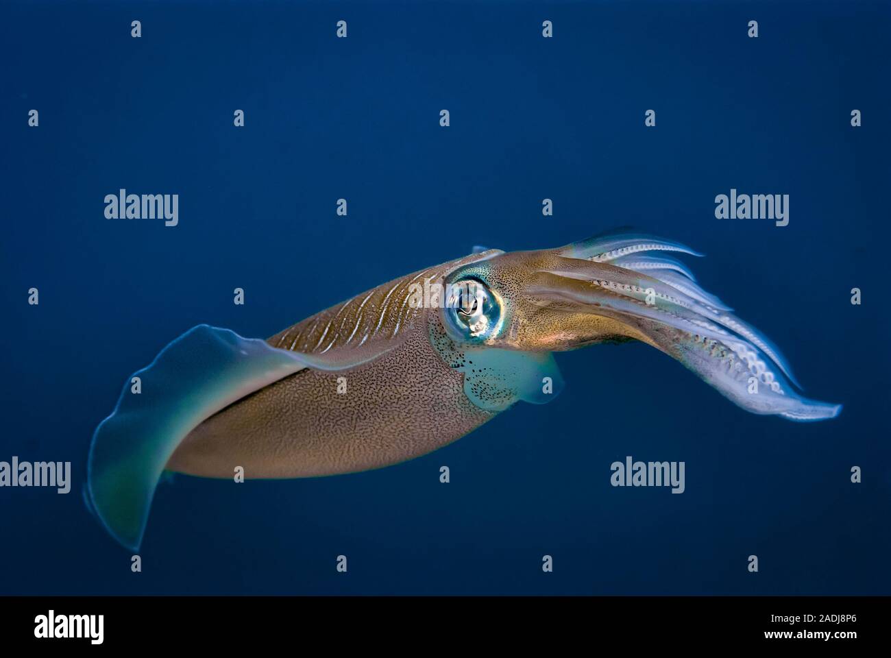 Reef morphology hi-res stock photography and images - Alamy