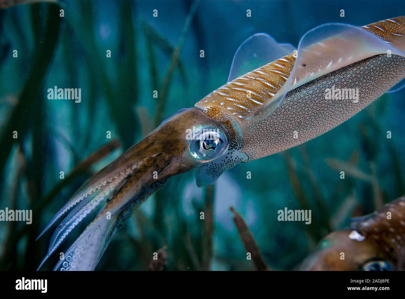 Underwater propulsion hi-res stock photography and images - Alamy