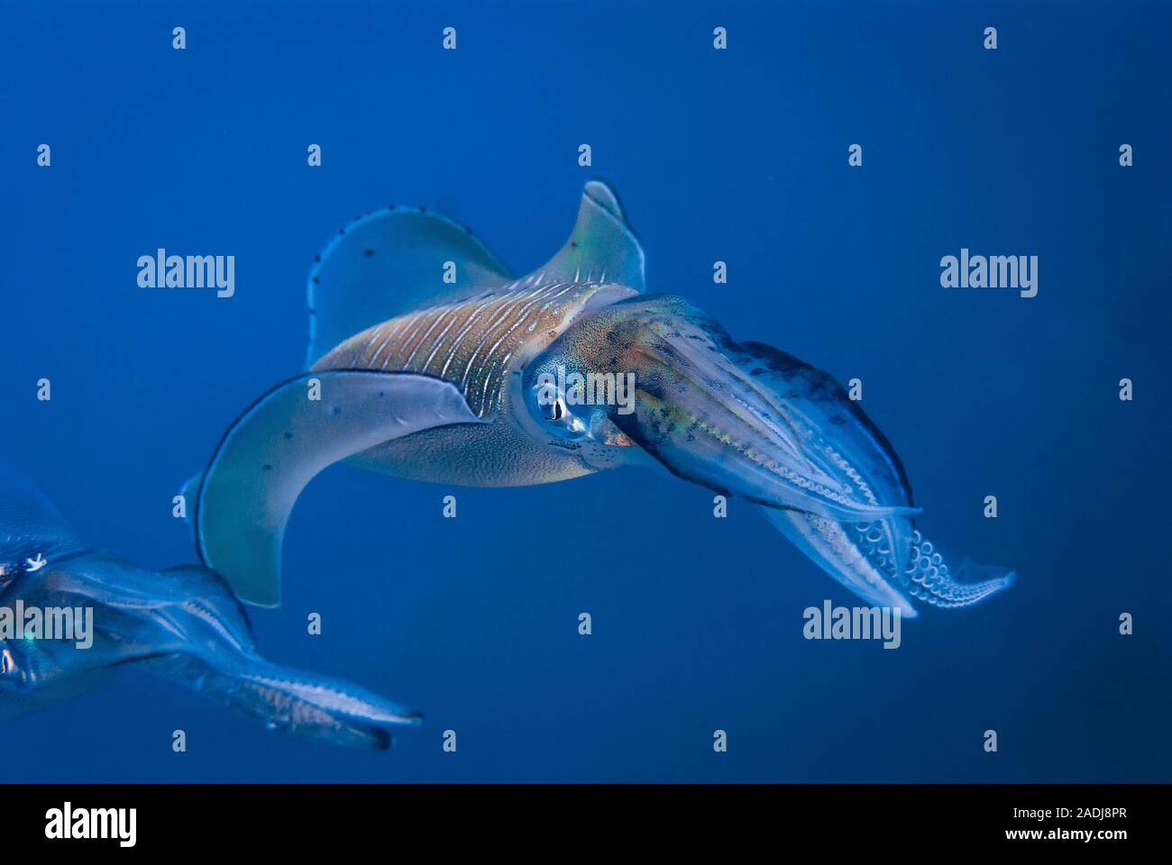 Squid anatomy hi-res stock photography and images - Alamy