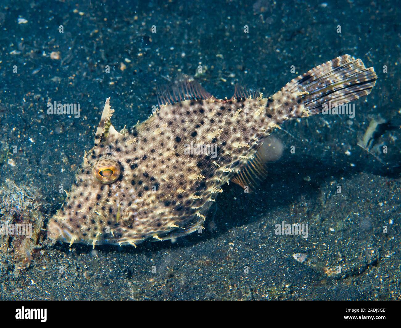 Spotted Filefish Pseudomonacanthus macrurus Stock Photo - Alamy