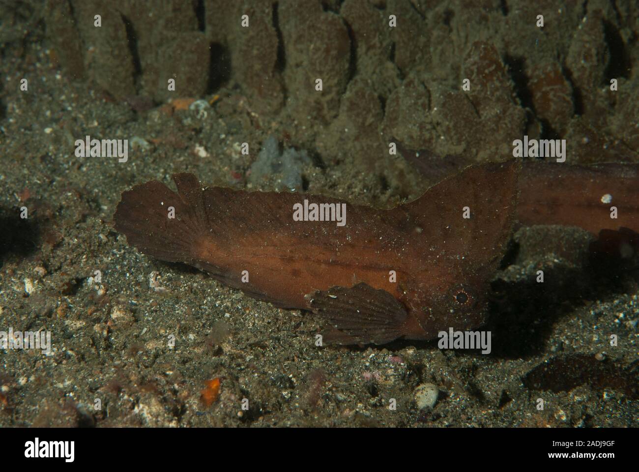 Spiny Waspfish Ablabys macracanthus Stock Photo - Alamy