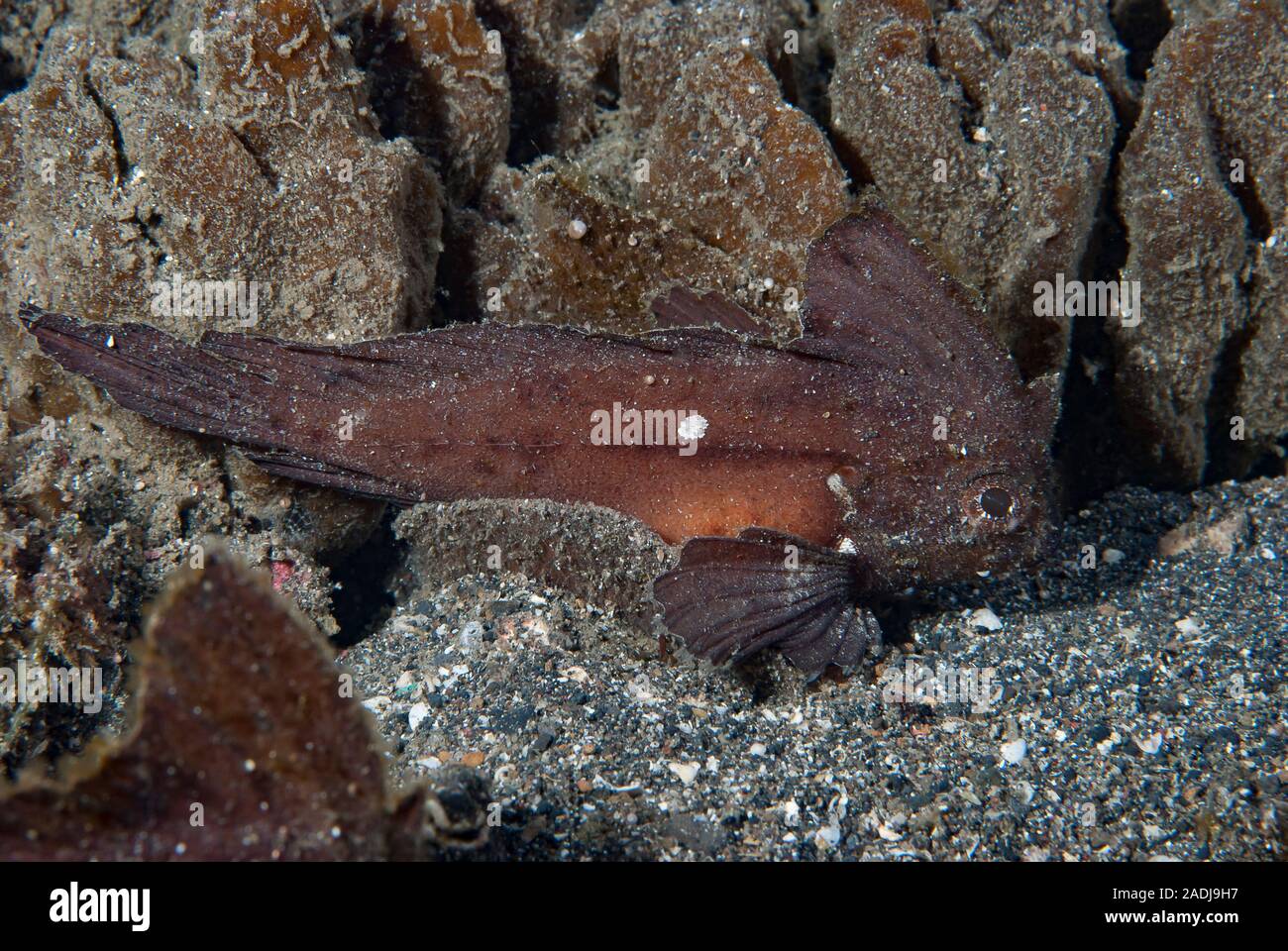 Spiny Waspfish Ablabys macracanthus Stock Photo - Alamy