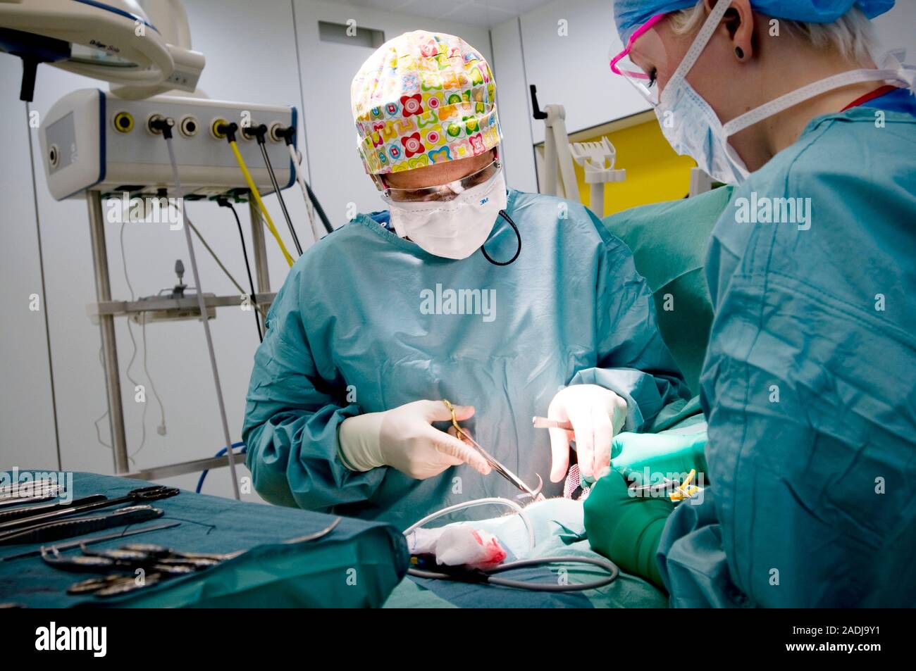 Hernia operation. Surgeons performing surgery to repair a hernia in a ...