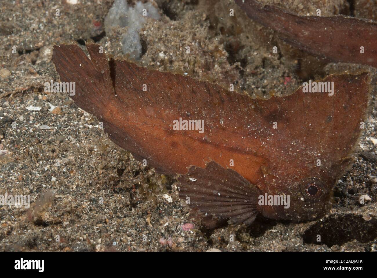 Ablabys macracanthus hi-res stock photography and images - Alamy
