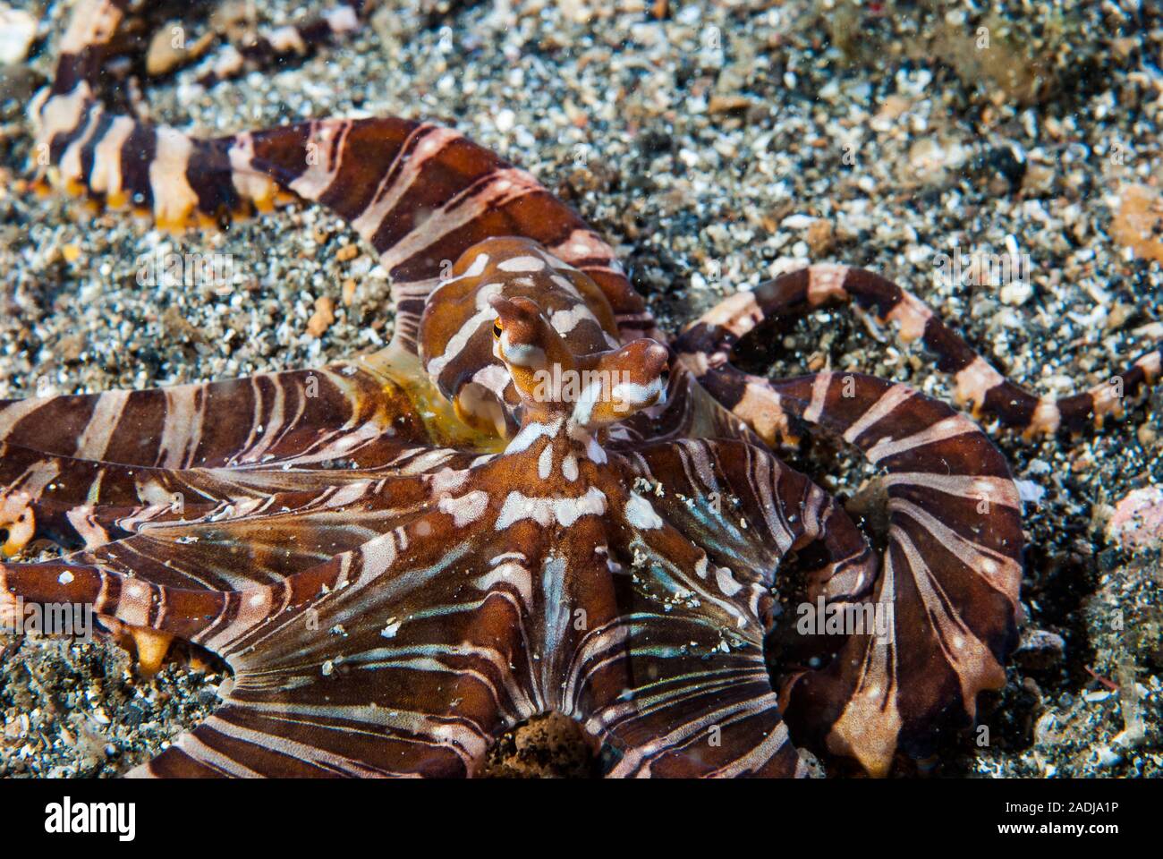 Wonderpus (Wunderpus photogenicus Stock Photo - Alamy