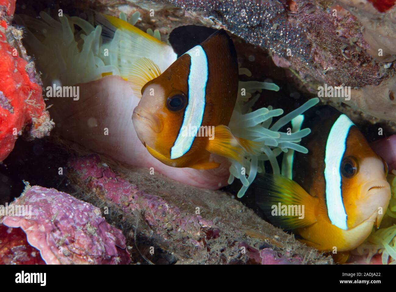 Anemonefish (or Clownfish) live in a symbiotic relationship with sea ...