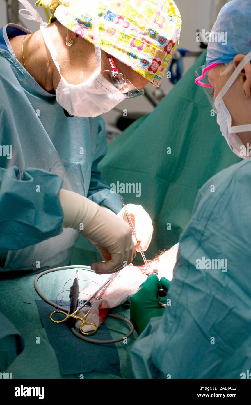Hernia surgery. Surgeons operating to repair a hernia in a patient's ...