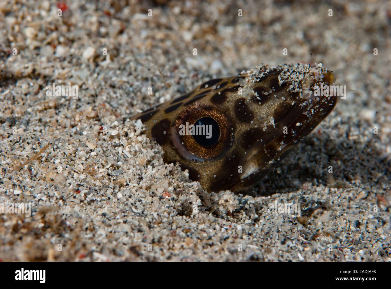 Barred Sand Conger Poeciloconger fasciatus Stock Photo - Alamy