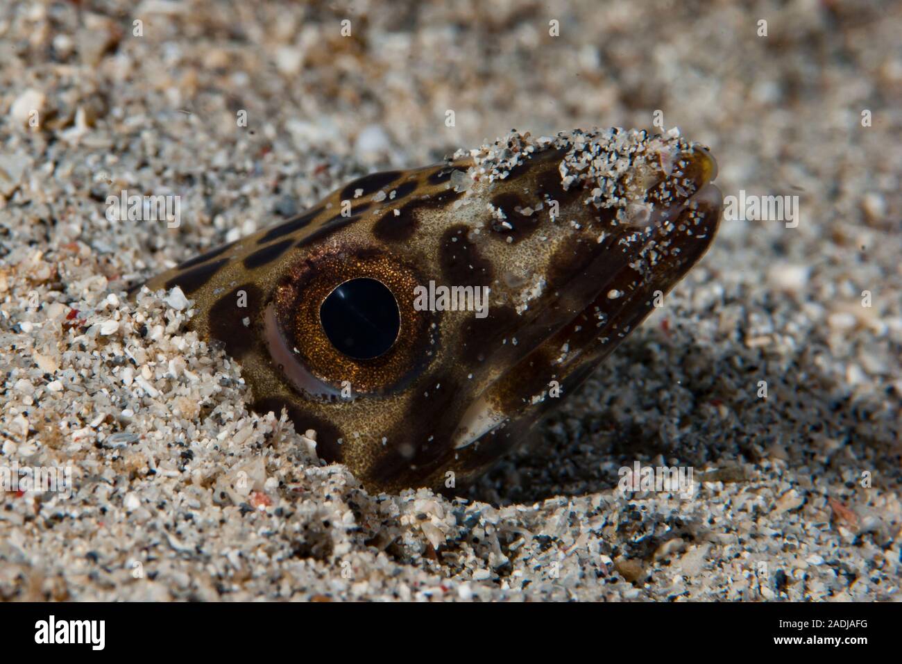 Barred sand conger hi-res stock photography and images - Alamy