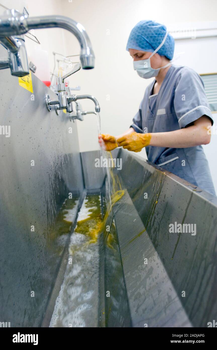 MODEL RELEASED. Preparing for surgery. Surgeon washing her hands before ...