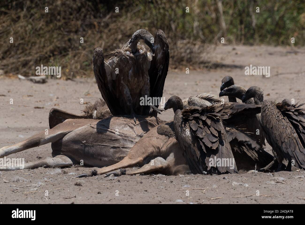 Vulture feeding up close hi-res stock photography and images - Alamy
