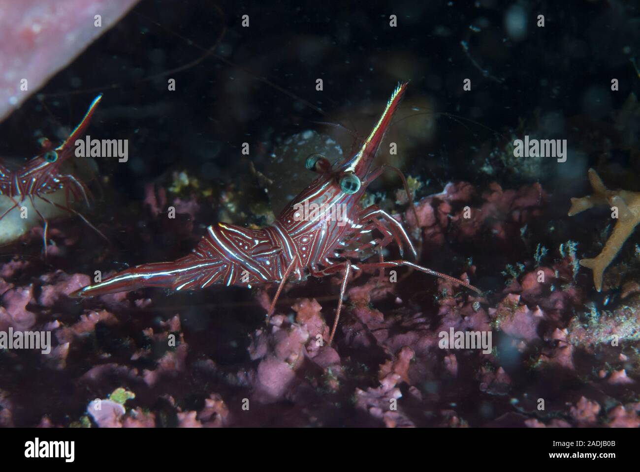 Durban hinge-beak shrimp Rhynchocinetes durbanensis Stock Photo - Alamy