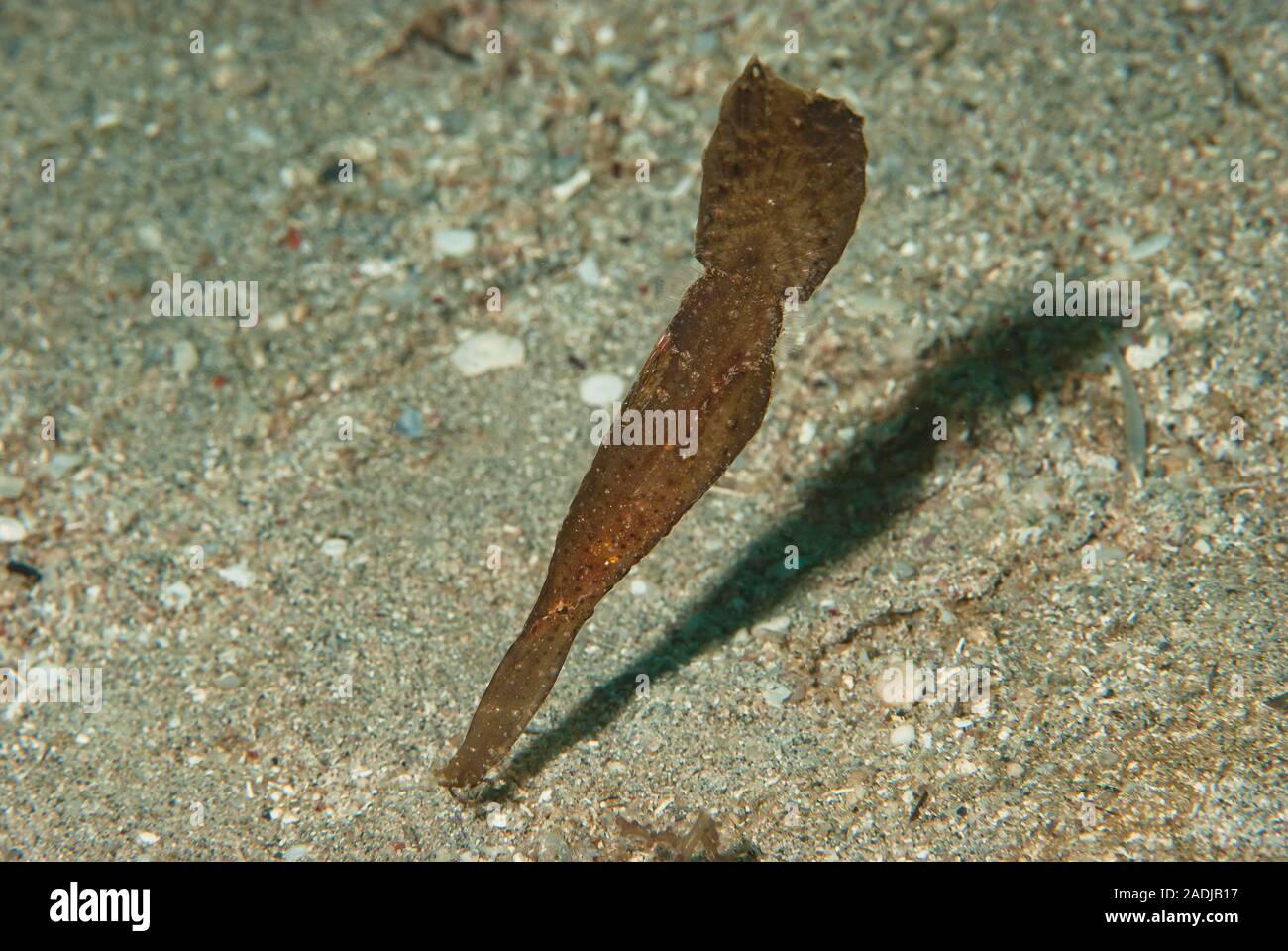 Robust ghost pipefish hi-res stock photography and images - Alamy