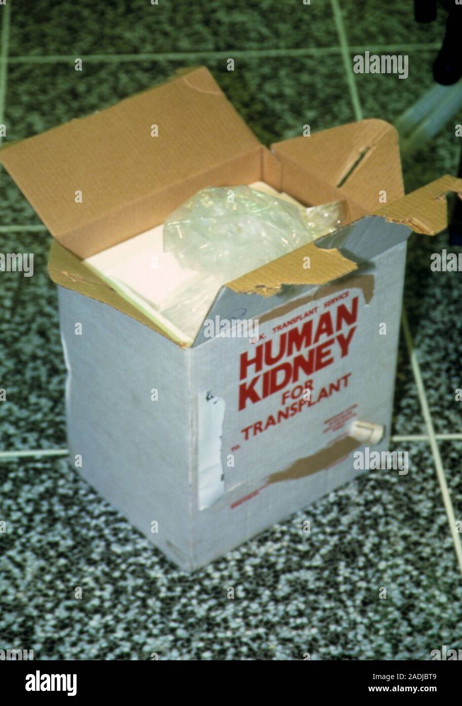 Donor kidney storage. View of a storage box containing a donor kidney ...