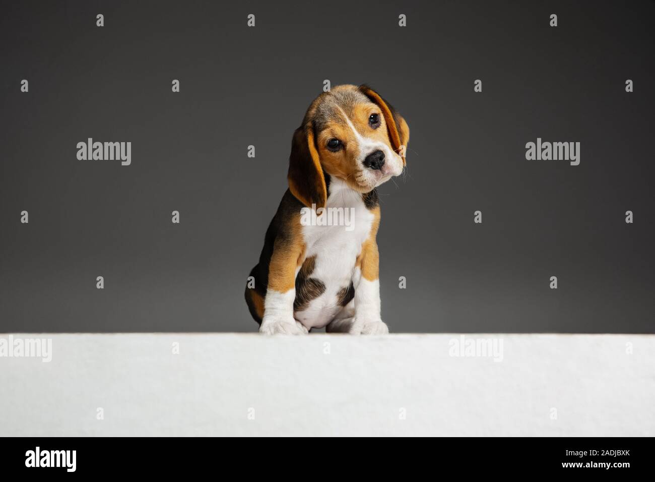 Are Beagles Playful Dogs