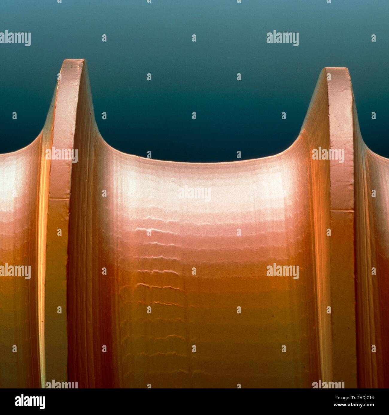 Bone screw. Coloured Scanning Electron Micrograph (SEM) of a screw used ...