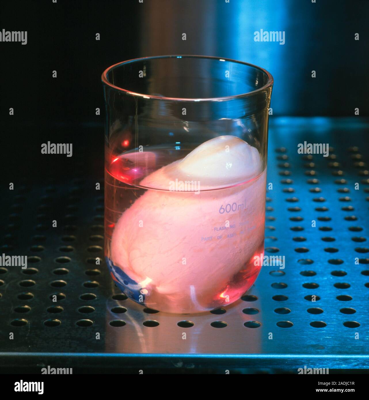 Artificial bladder. Artificial bladder in a beaker inside an incubator ...