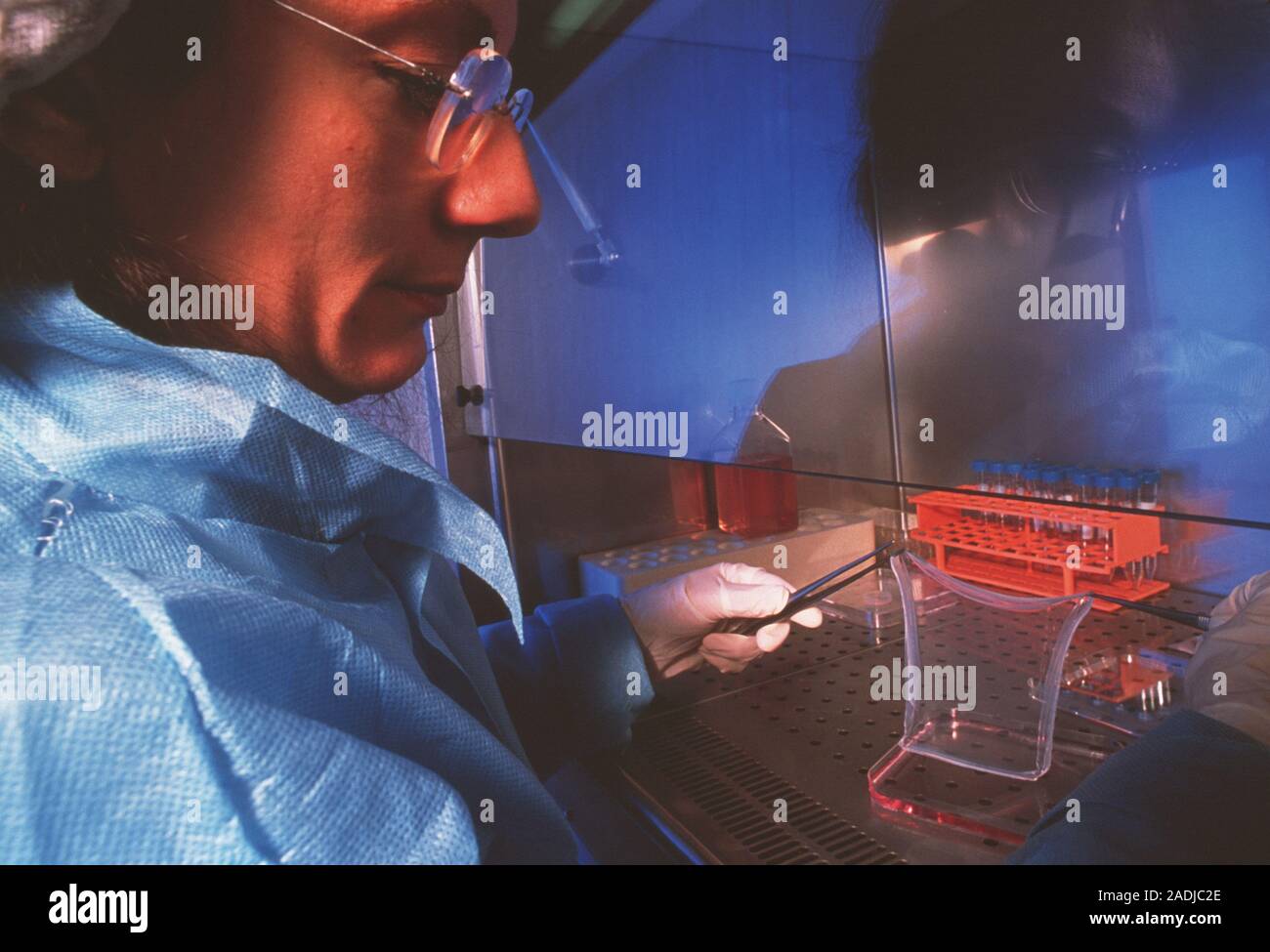 Skin strip. Scientist holding an epidermal strip grown in the ...
