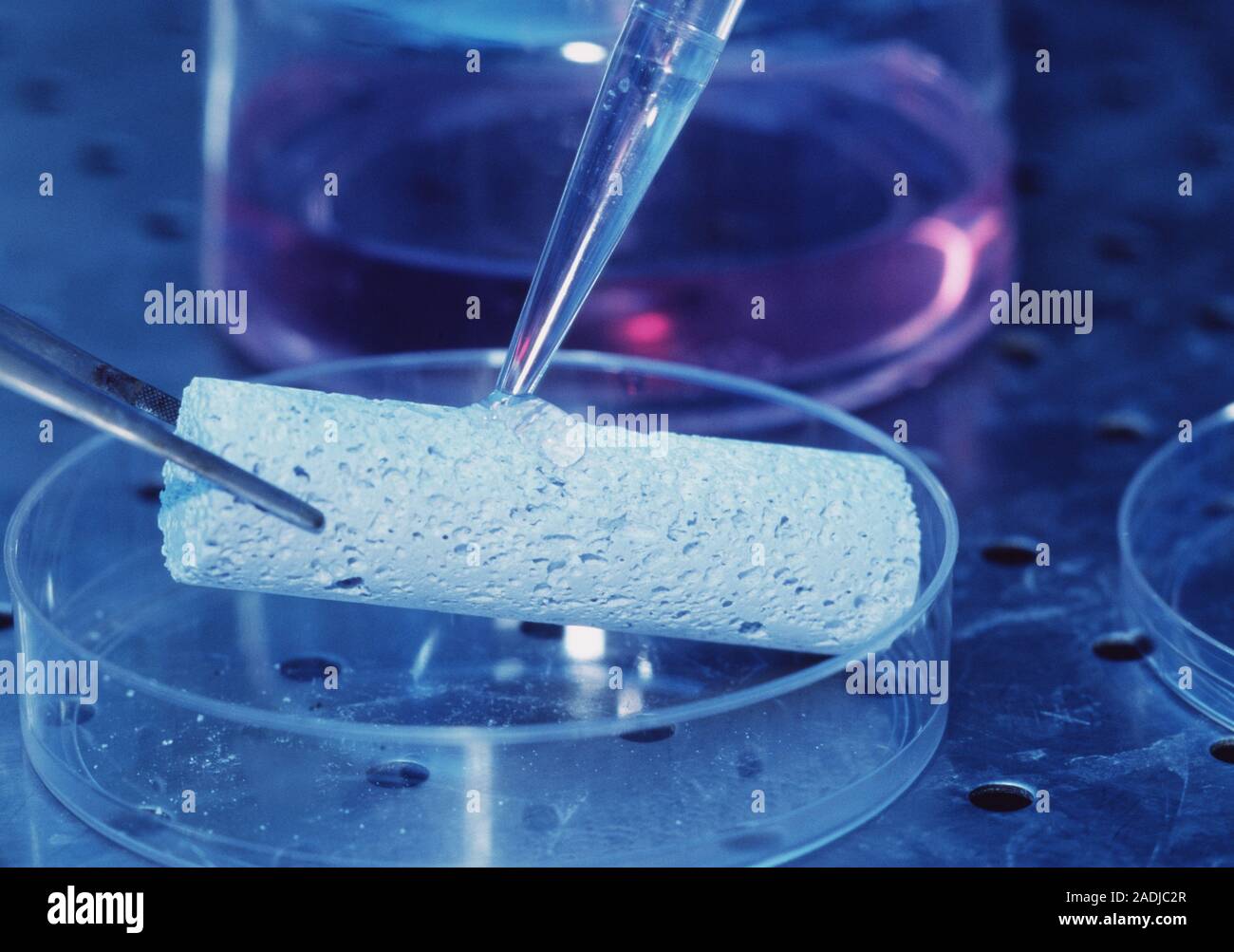 Bone bioceramic, for use in bone reconstruction, being treated with ...