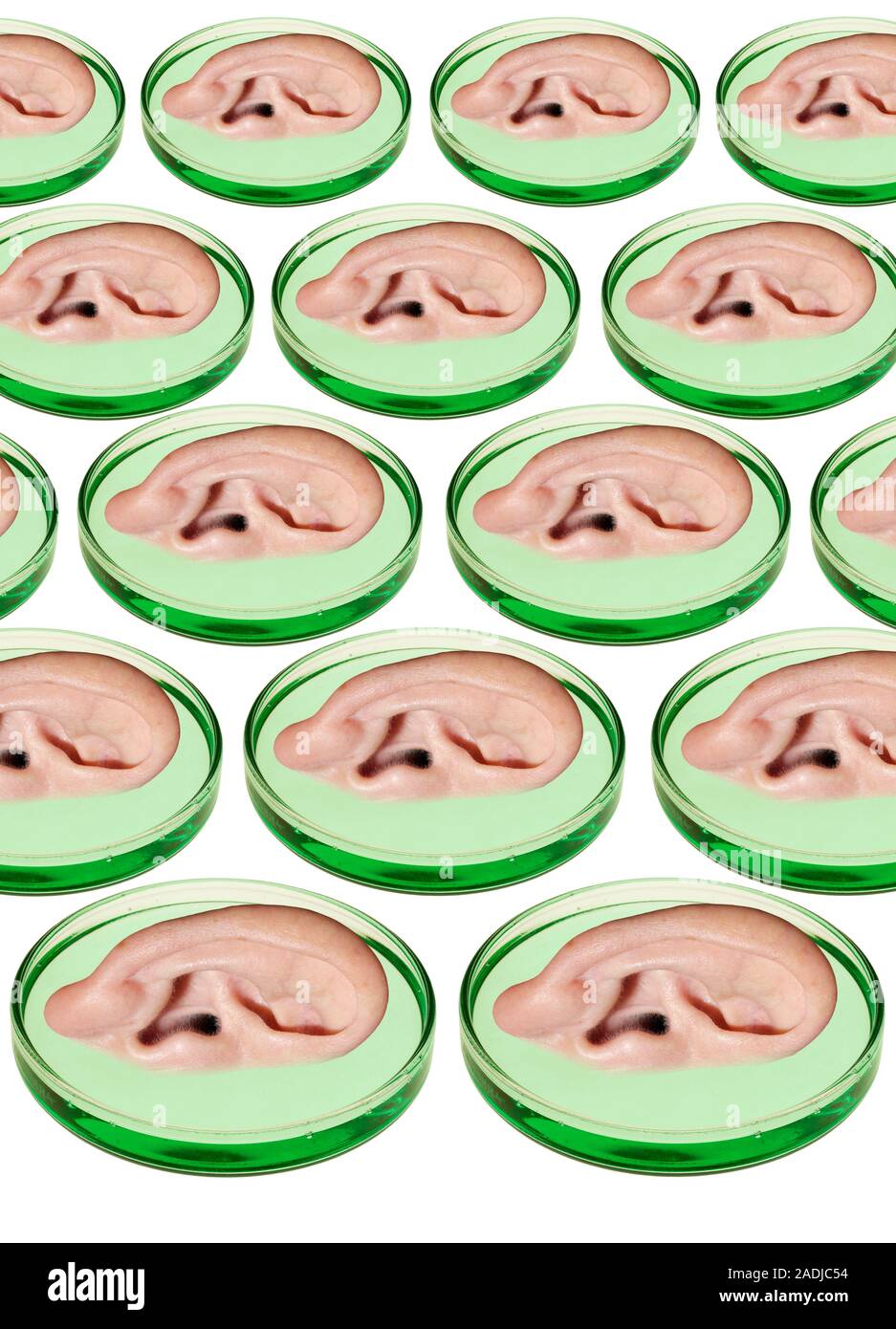 Spare ears. Conceptual computer artwork of ears being grown in petri ...