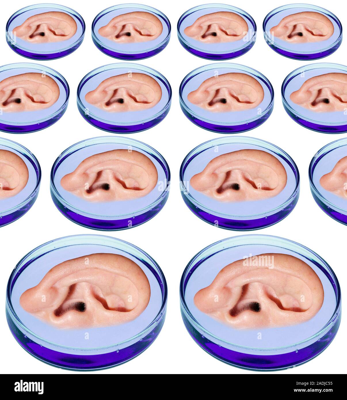 Spare ears. Conceptual computer artwork of ears being grown in petri ...