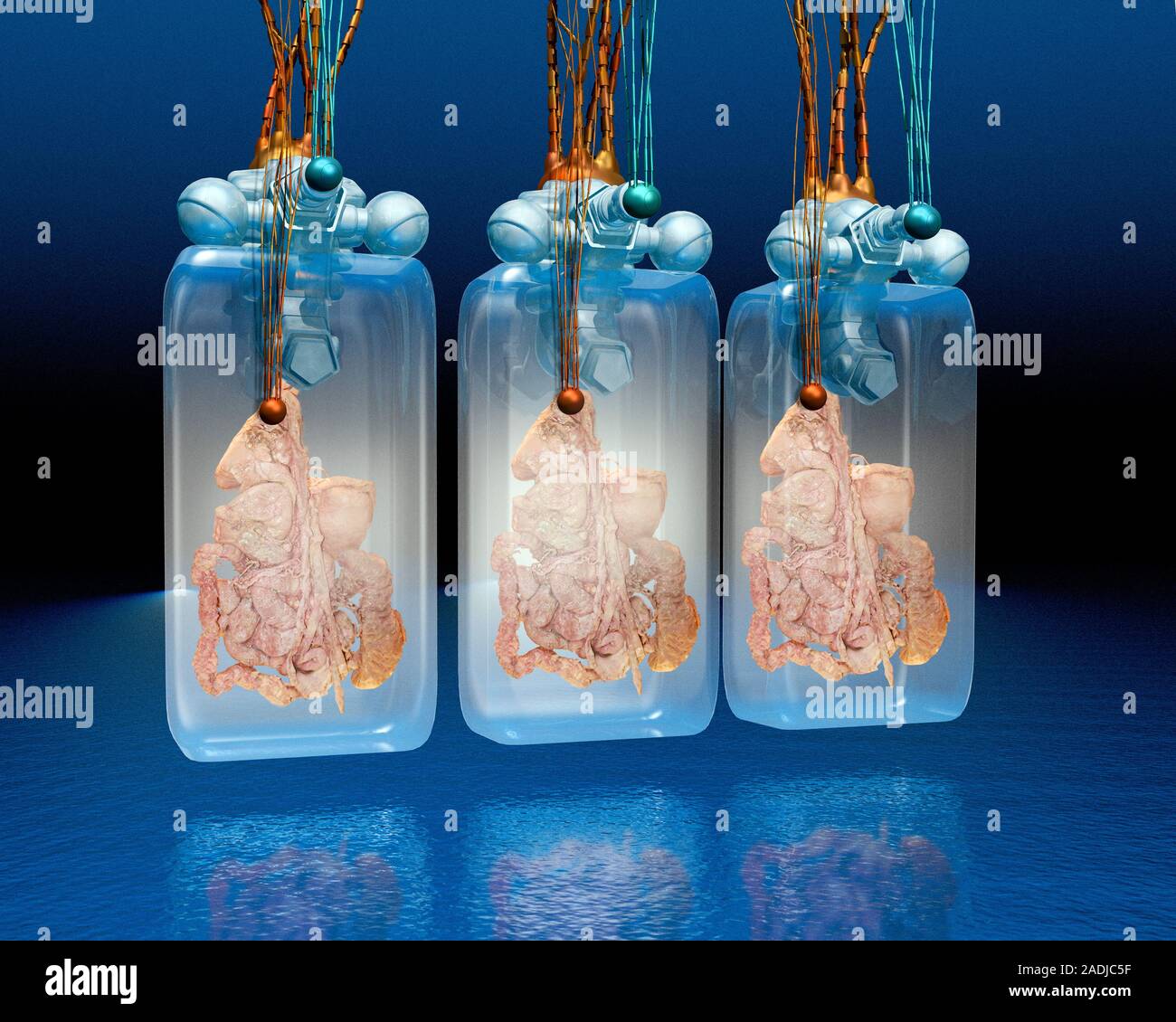 Spare kidneys. Conceptual computer artwork of spare organs stored in ...