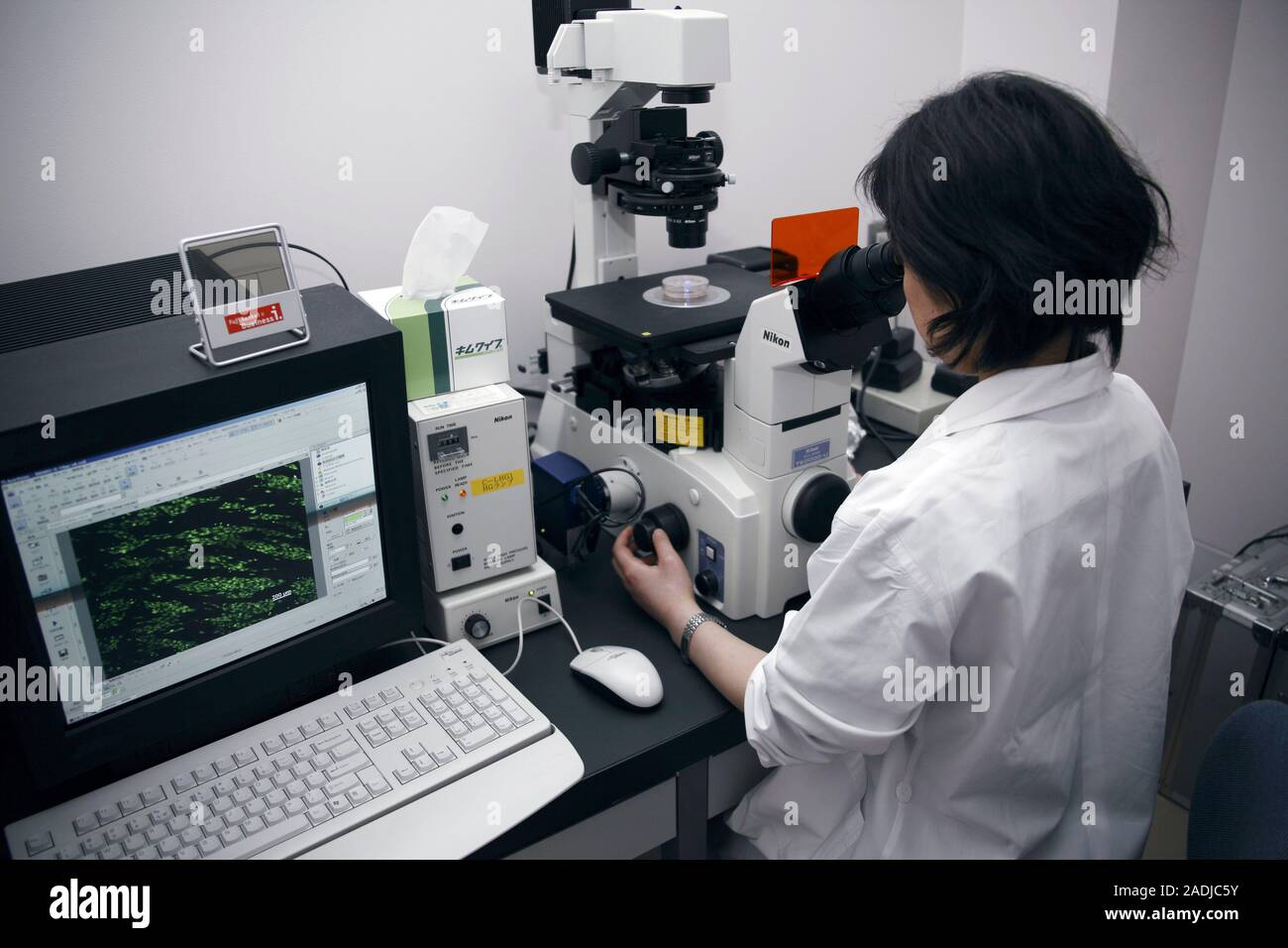Skin sheet culture researcher using a light microscope to examine a ...