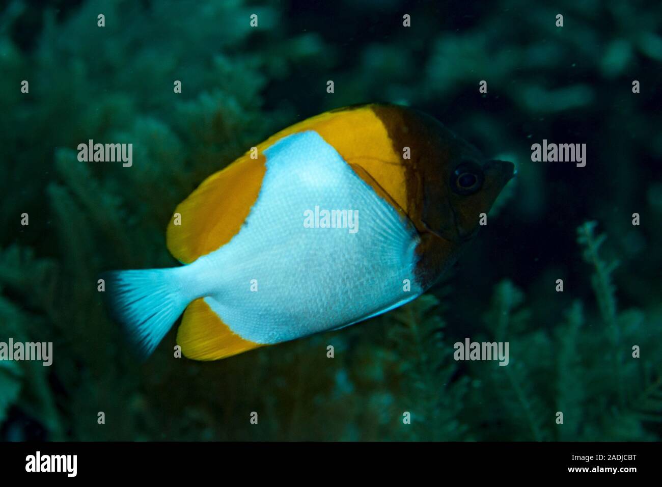 Pyramid Butterflyfish Hemitaurichtys polylepis Stock Photo - Alamy