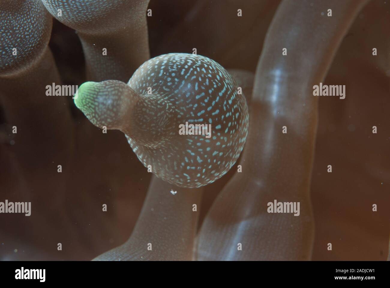 Tropical Sea Anemone Stock Photo - Alamy