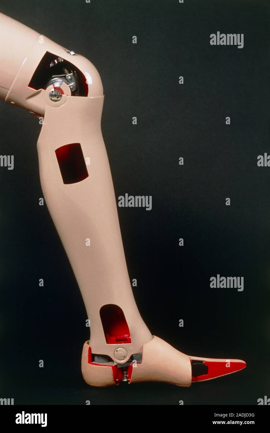 Artificial (prosthetic) leg Stock Photo - Alamy