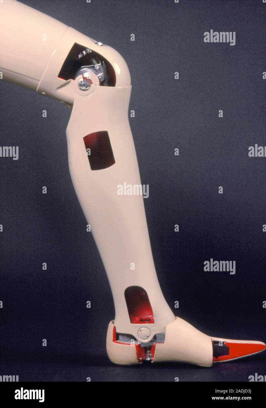 Artificial leg. Close-up of an artificial (pros- thetic) leg, showing ...