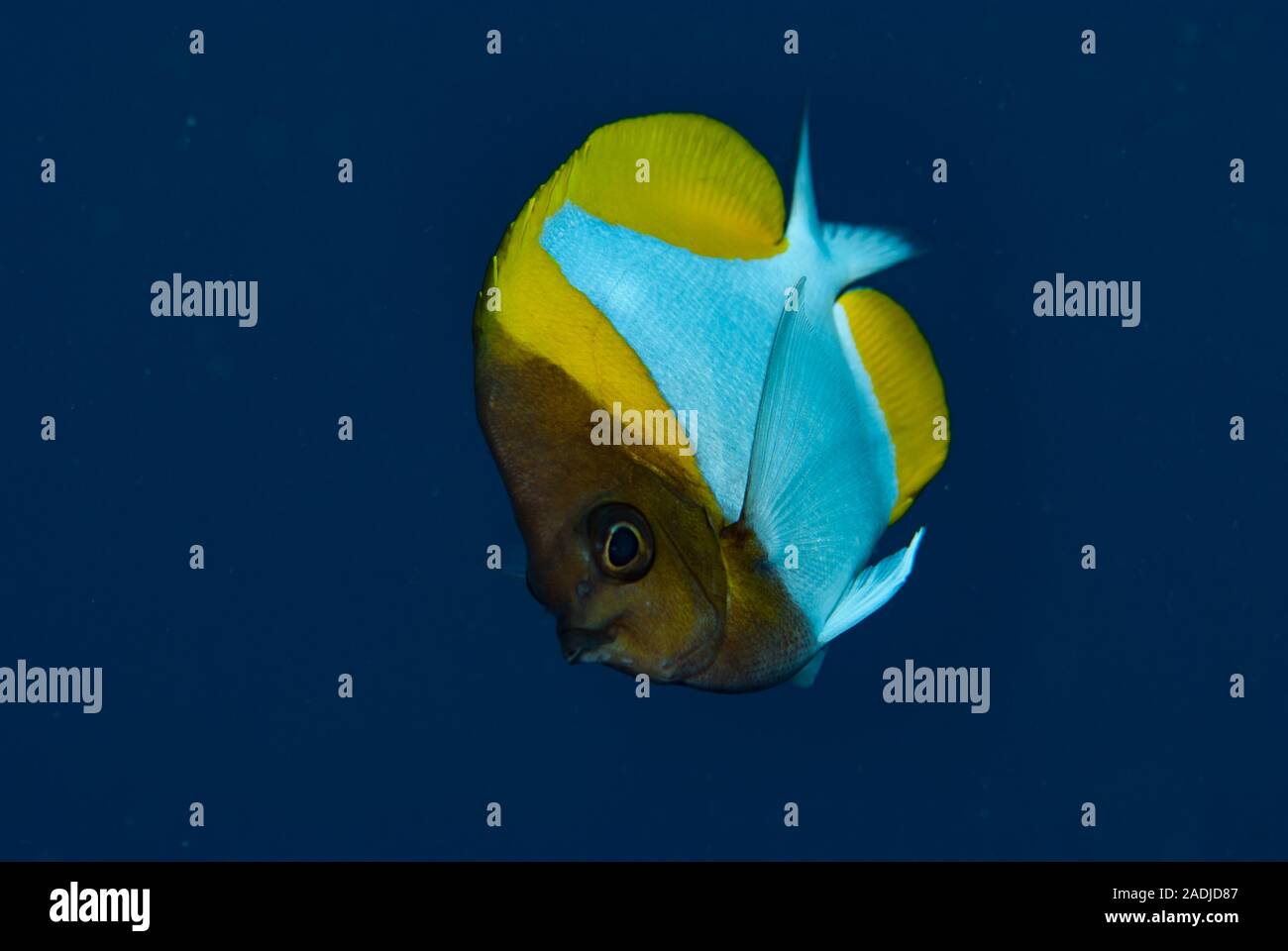 Pyramid Butterflyfish Hemitaurichtys polylepis Stock Photo - Alamy