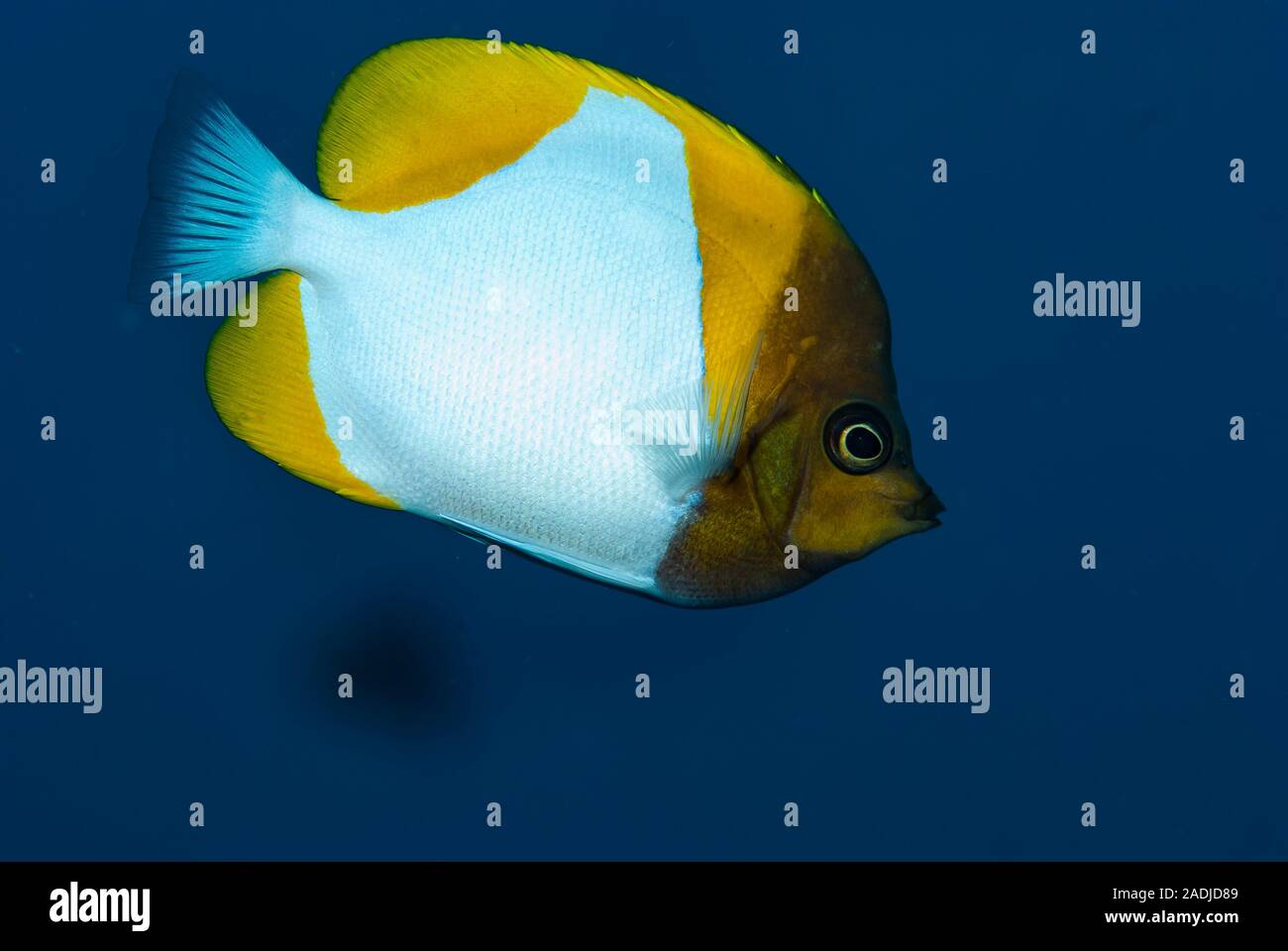Pyramid Butterflyfish Hemitaurichtys polylepis Stock Photo - Alamy