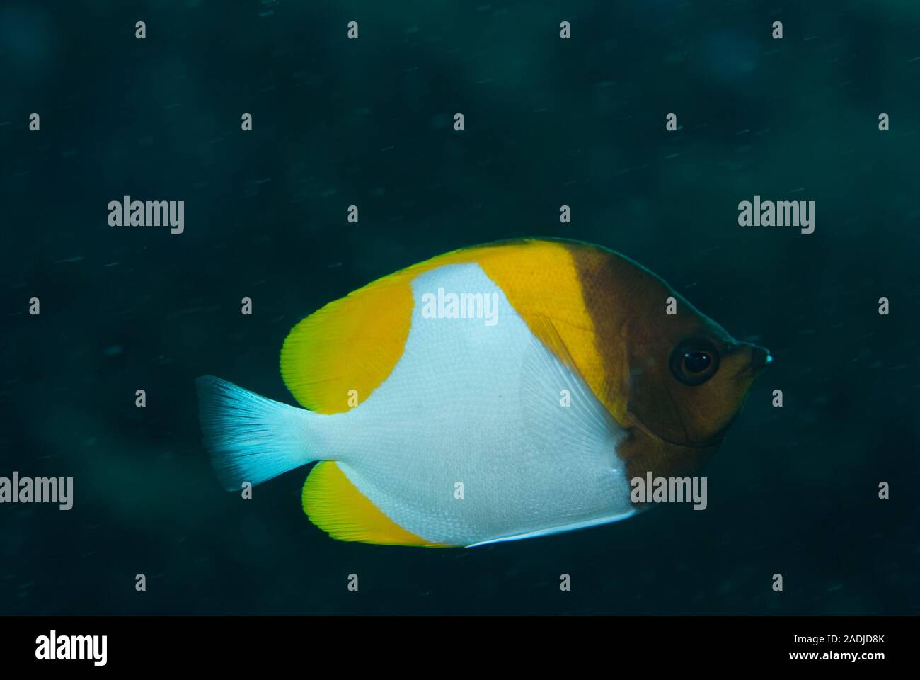 Pyramid Butterflyfish Hemitaurichtys polylepis Stock Photo - Alamy