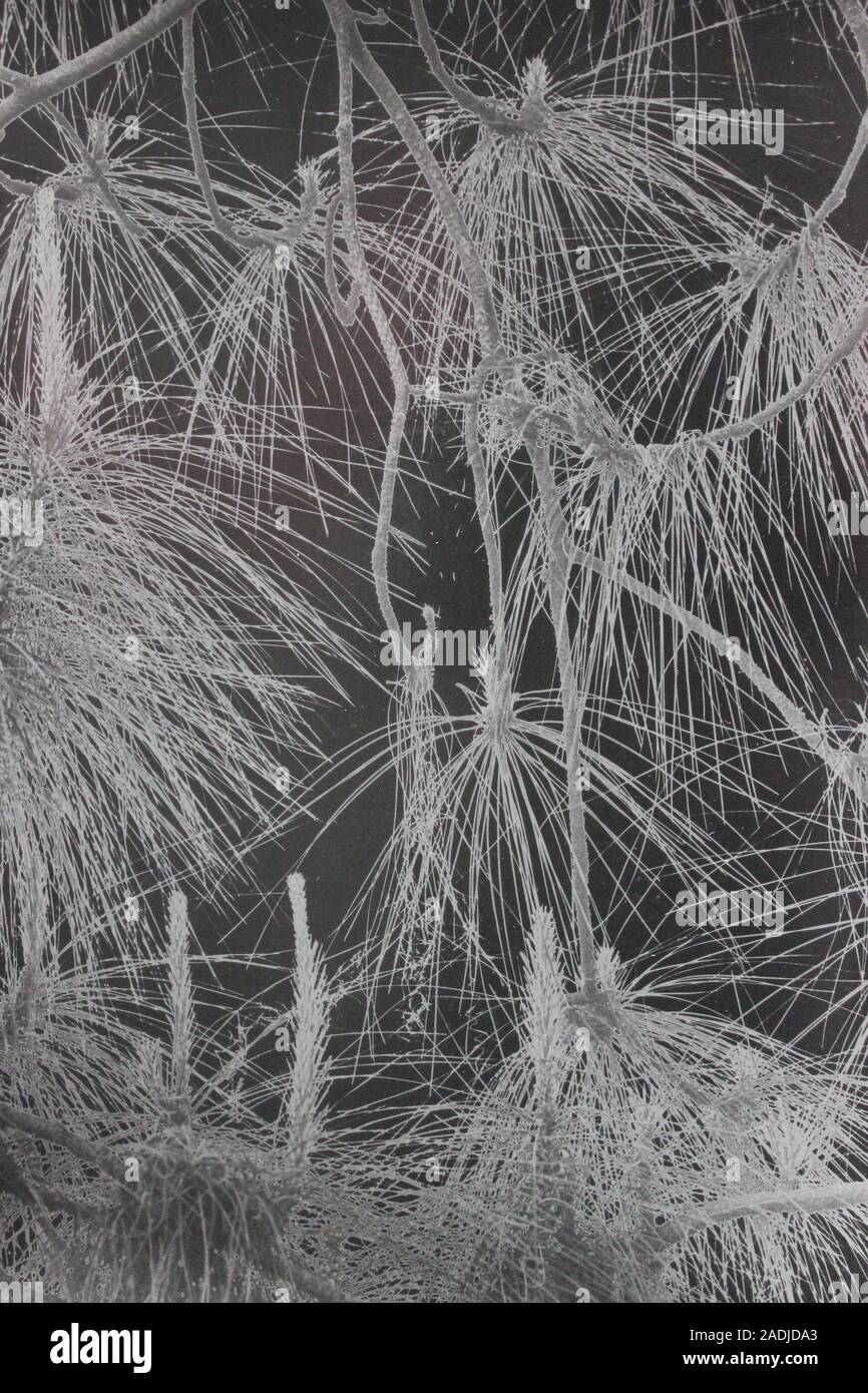 Fine black and white art photography from the 1970s reverse negative of ...